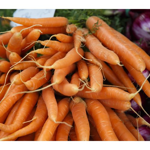 Morot knippe - Morot