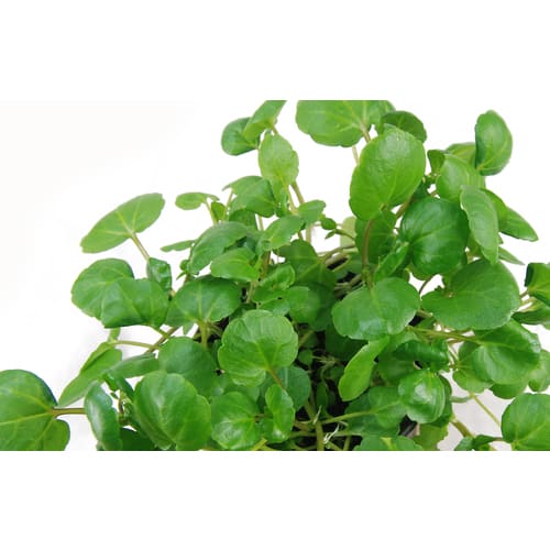 Vattenkrasse 50g - Kryddgrönt, örter & krasse