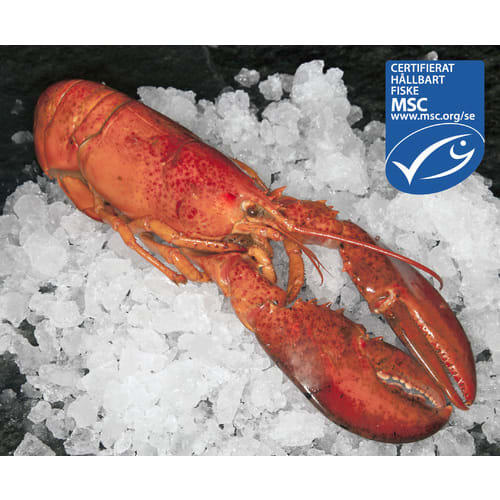 Hummer kokt MSC 300g - Frysta övriga skaldjur