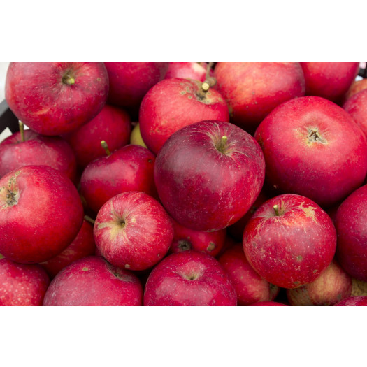 Äpple rött lunch 13kg - Äpple | Martin & Servera