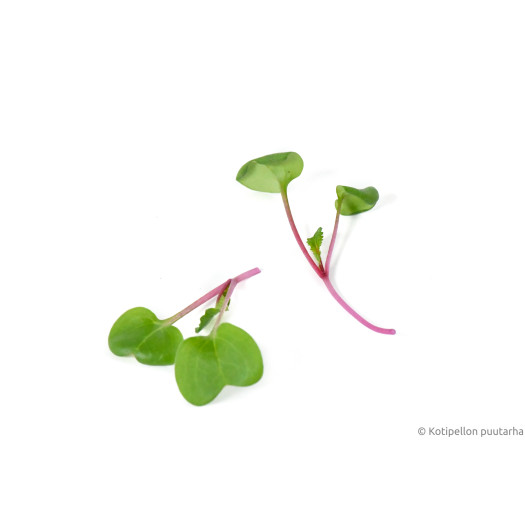 Krasse Rädisskott 40g - Krasse | Martin & Servera